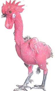 Kfc Using Genetically Engineered Chickens With No Feathers